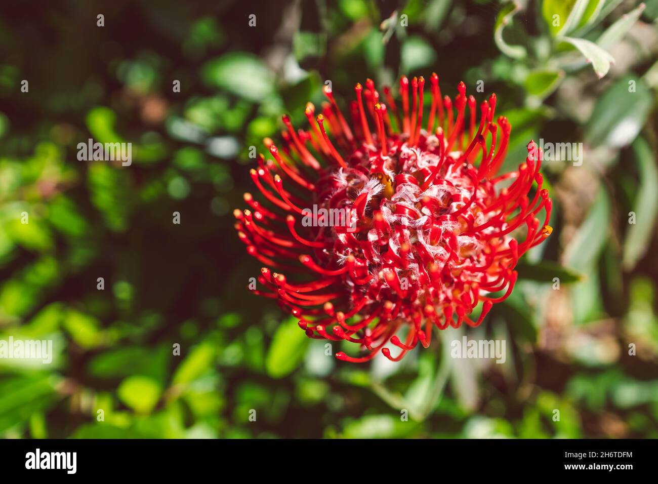 native Australian red protea flower outdoor in beautiful tropical ...