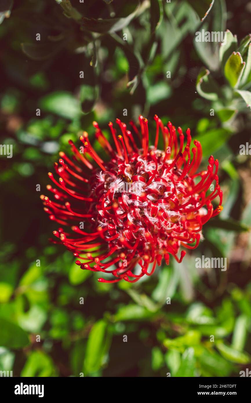native Australian red protea flower outdoor in beautiful tropical ...