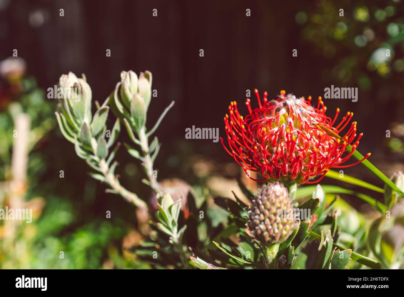 native Australian red protea flower outdoor in beautiful tropical ...
