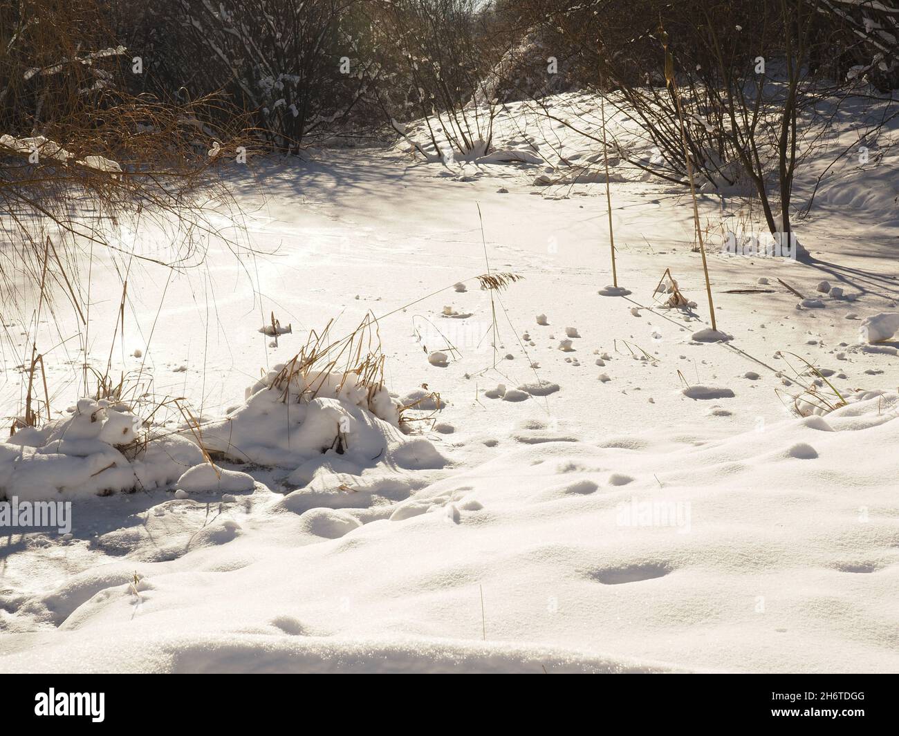 Small frozen pond in a forest photographed against the light Stock ...