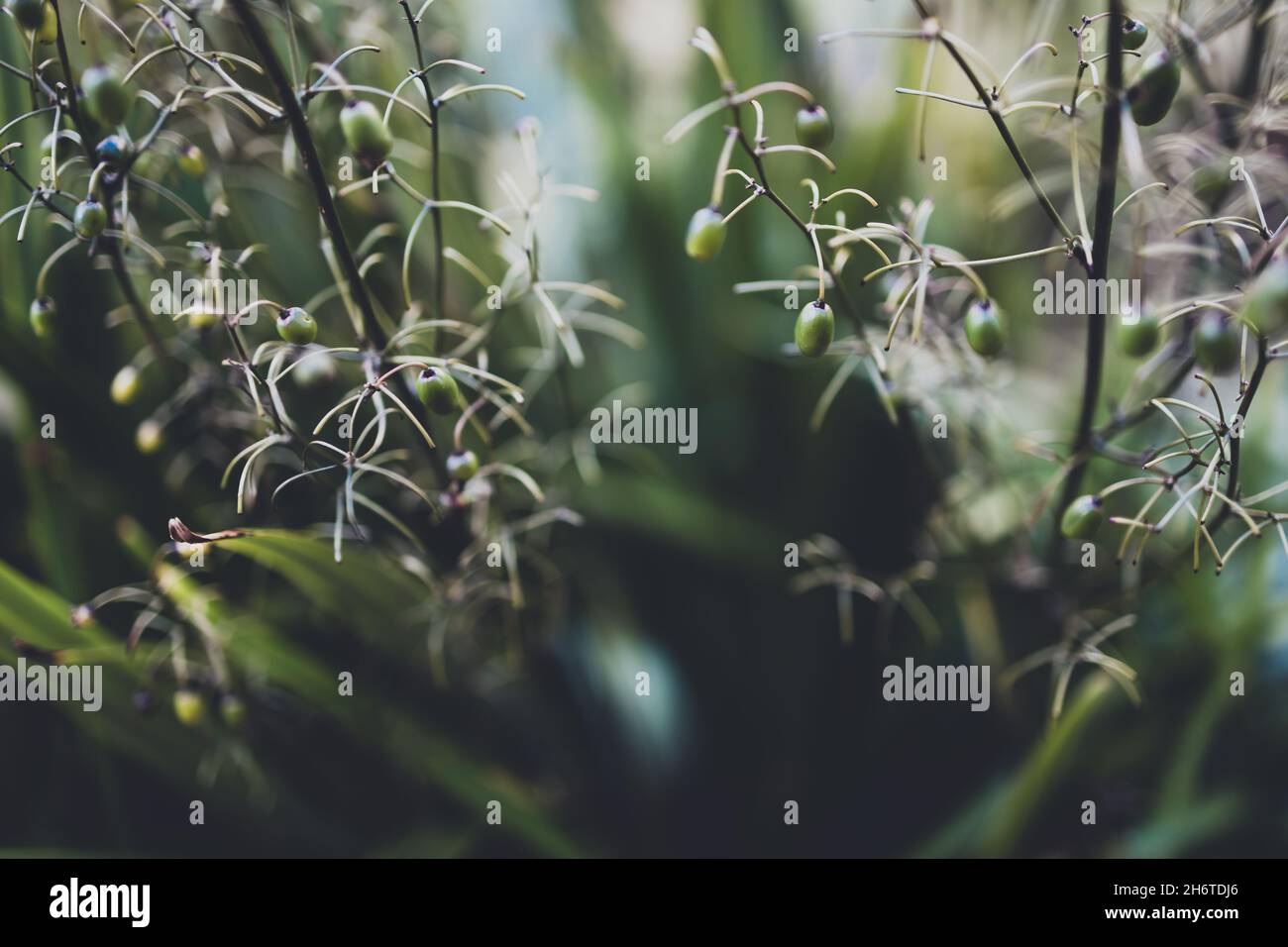 native Australian dianella tasmanica blue flax lily grass with berries ...