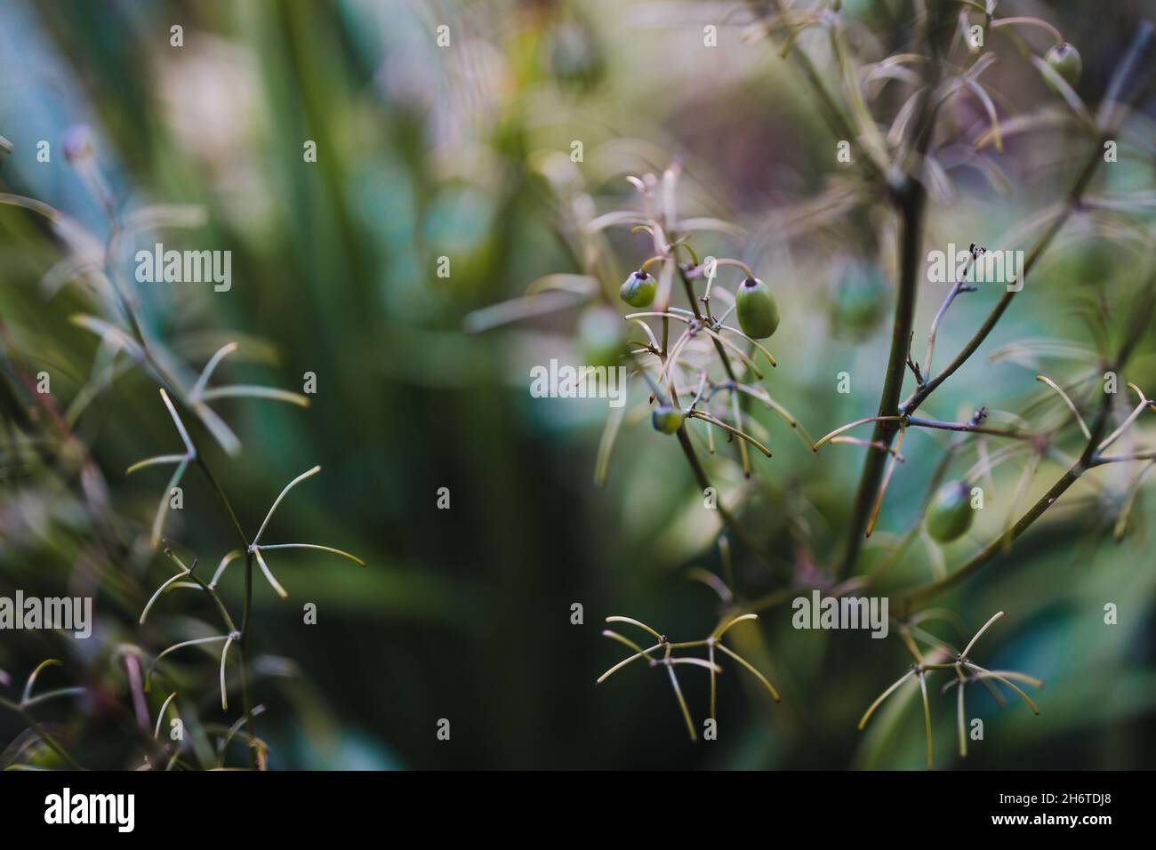 native Australian dianella tasmanica blue flax lily grass with berries ...