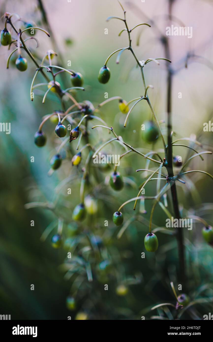 native Australian dianella tasmanica blue flax lily grass with berries ...