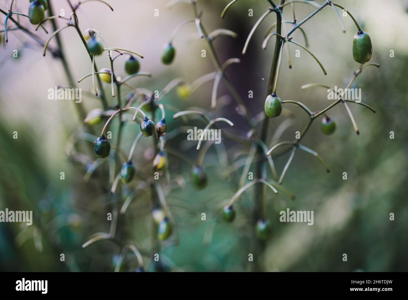 native Australian dianella tasmanica blue flax lily grass with berries ...