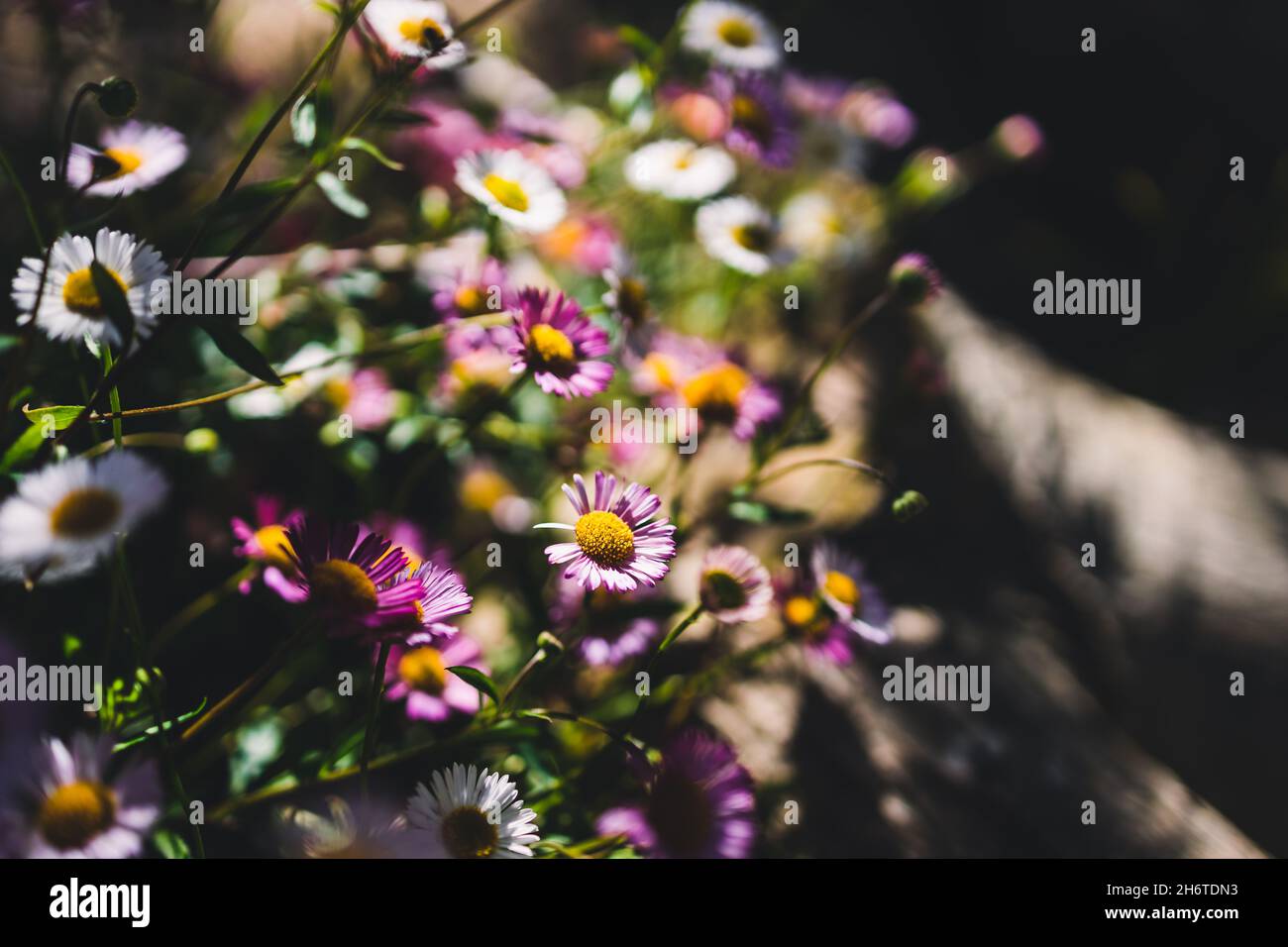 native Australian brachyscome Multifida Cut-Leafed Daisy plant with ...
