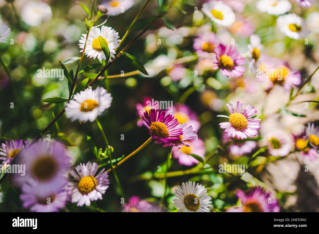 native Australian brachyscome Multifida Cut-Leafed Daisy plant with ...