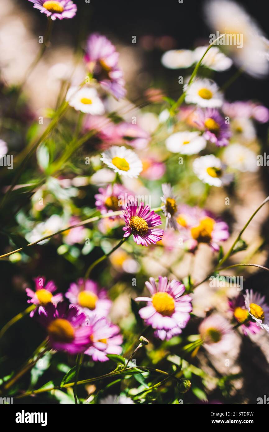 native Australian brachyscome Multifida Cut-Leafed Daisy plant with ...