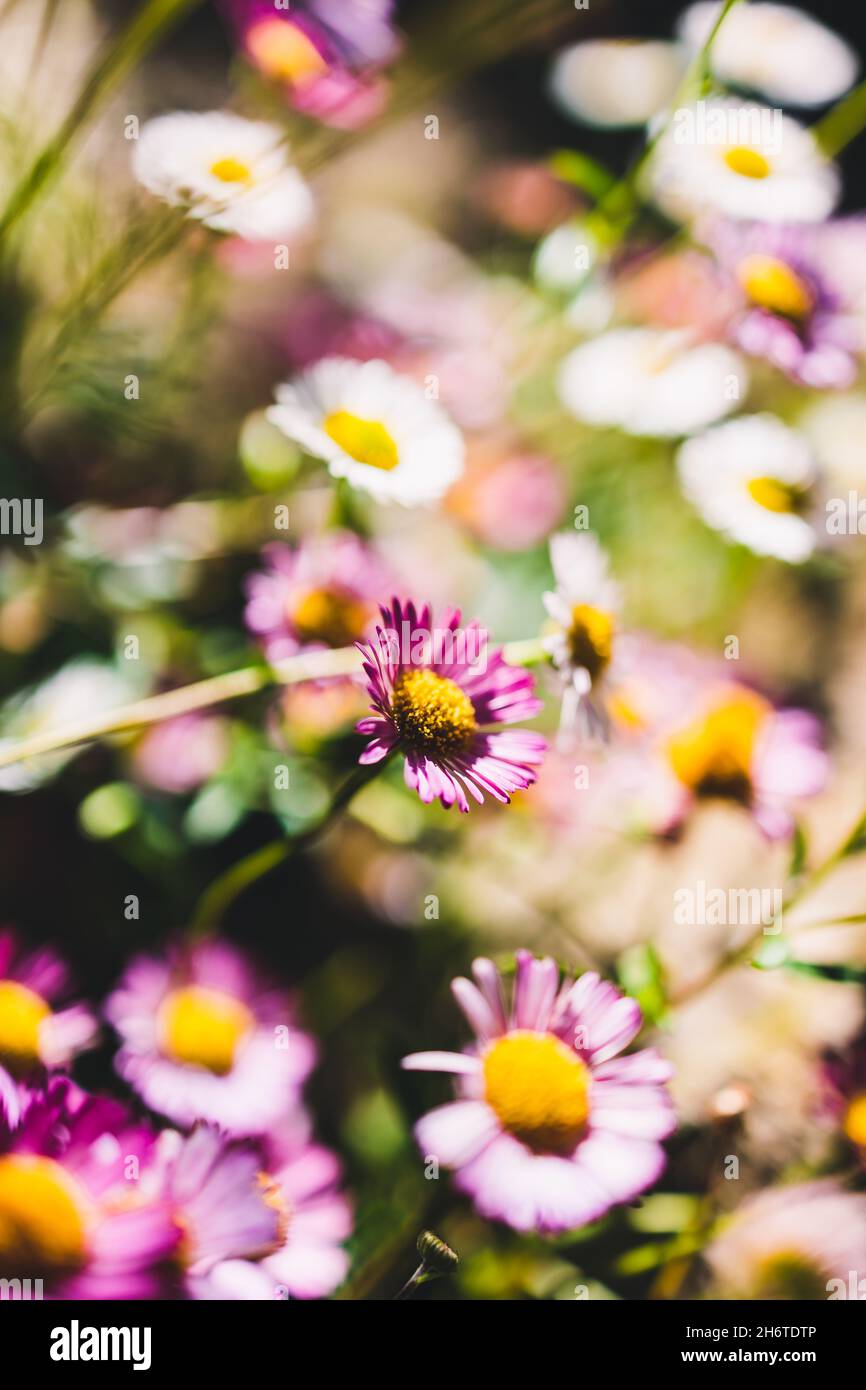 native Australian brachyscome Multifida Cut-Leafed Daisy plant with ...