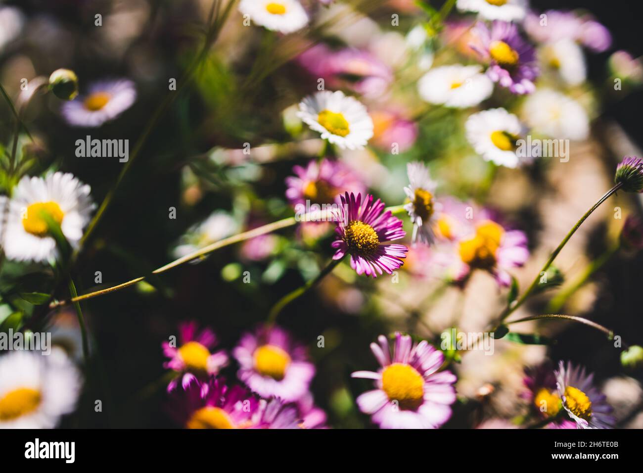 native Australian brachyscome Multifida Cut-Leafed Daisy plant with ...