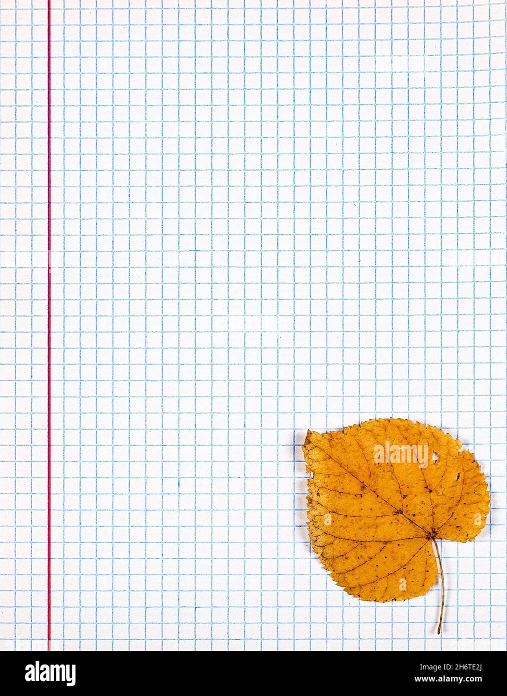 Autumnal Leaf on the Square Paper Background closeup Stock Photo - Alamy