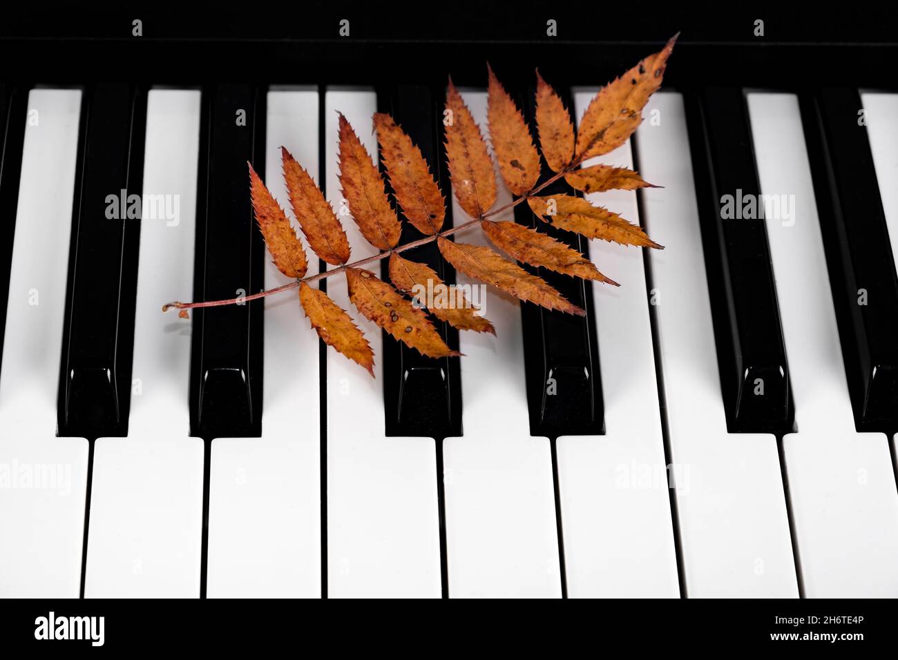 Piano of leaf hi-res stock photography and images - Alamy