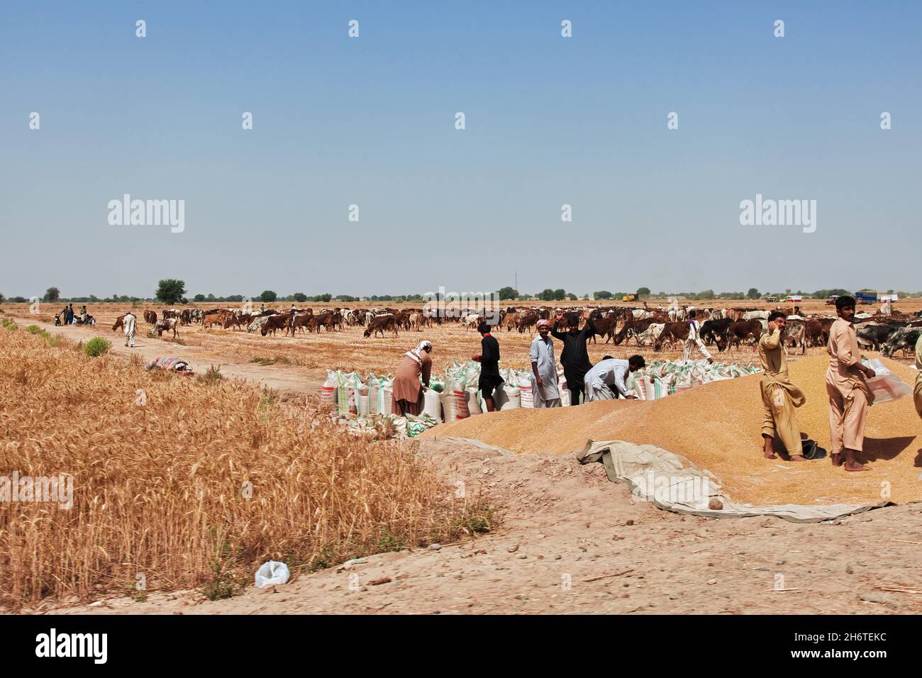 Derawar, Pakistan - 26 Mar 2021: Rural life close Derawar fort in ...