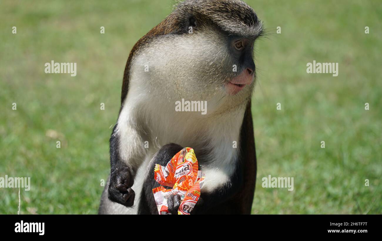 Lekki conservation centre lagos hi-res stock photography and images - Alamy