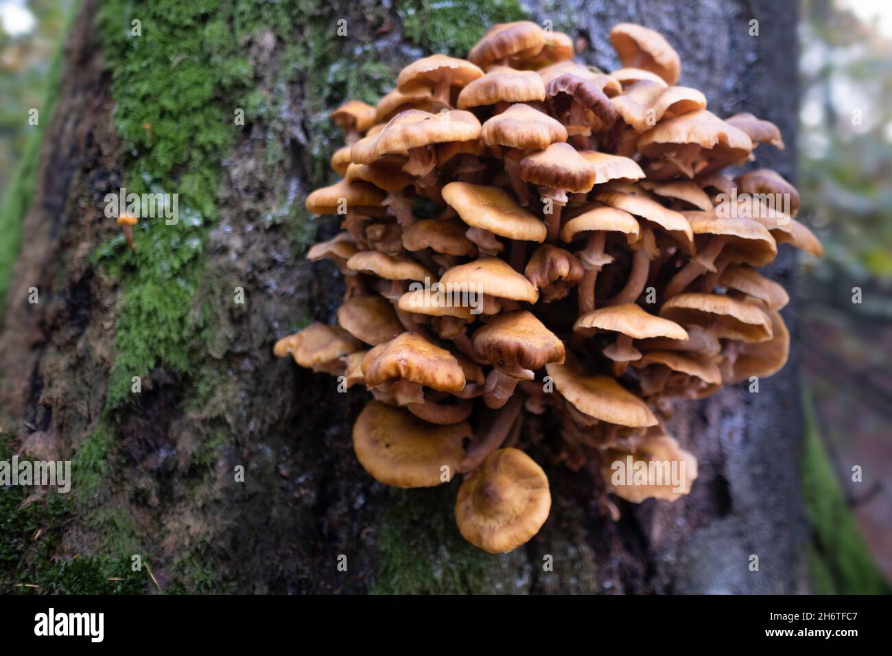 Armillaria mellea or honey fungi that live on trees and woody shrubs ...