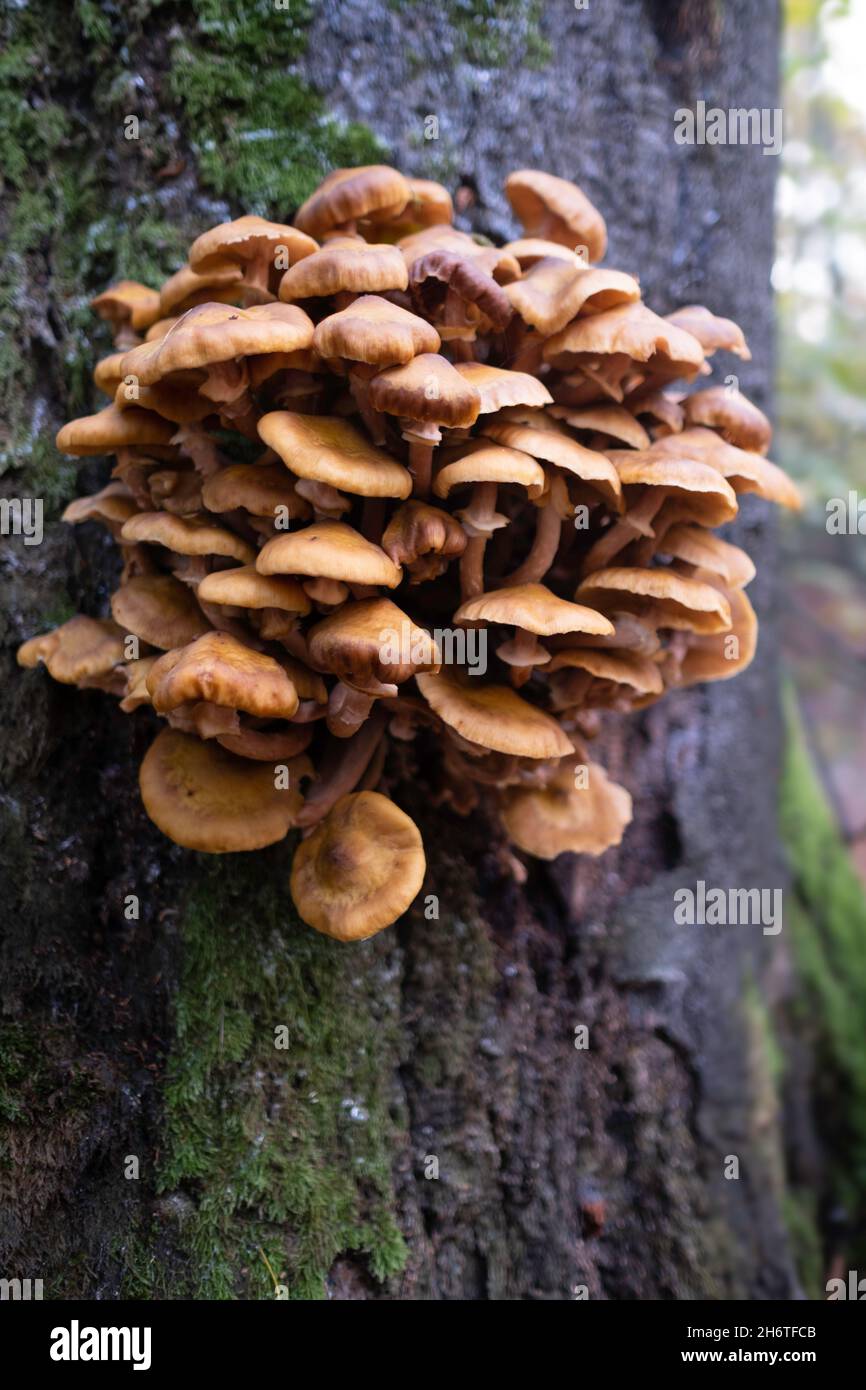 Fungus causes white rot hi-res stock photography and images - Alamy
