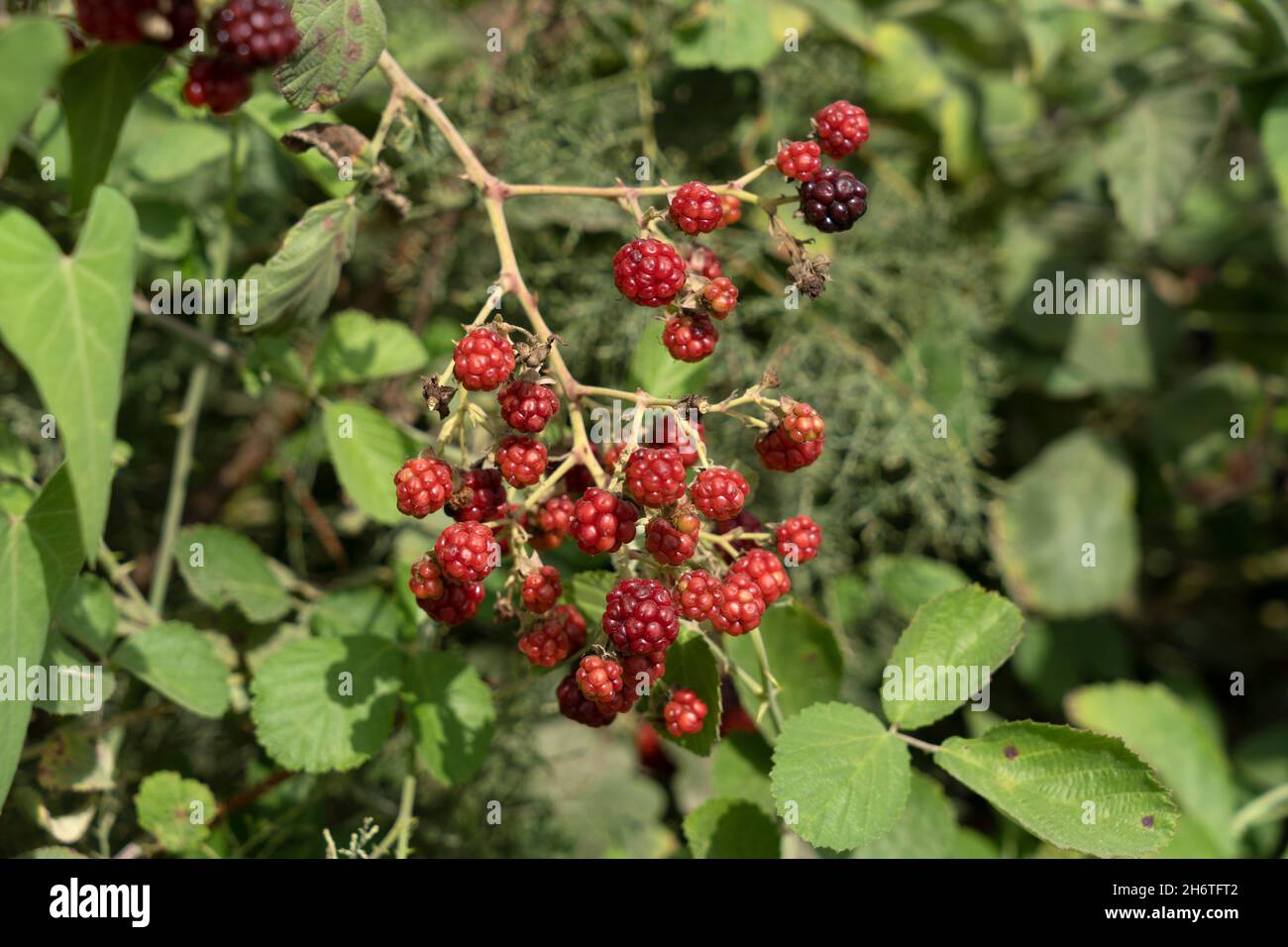 Wild raspberry bush with ripe fruit Stock Photo - Alamy