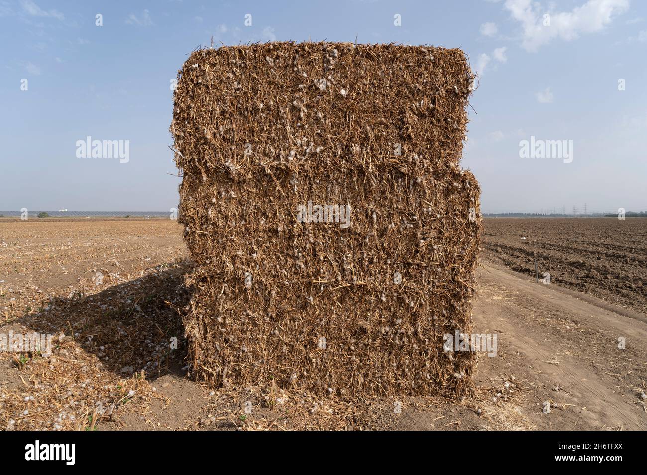 Pulled cotton packed in a field waiting to be loaded Stock Photo - Alamy