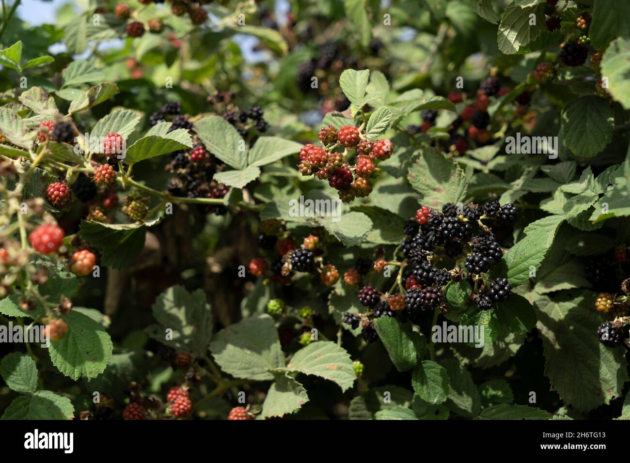 Wild raspberry bush with ripe fruit Stock Photo - Alamy