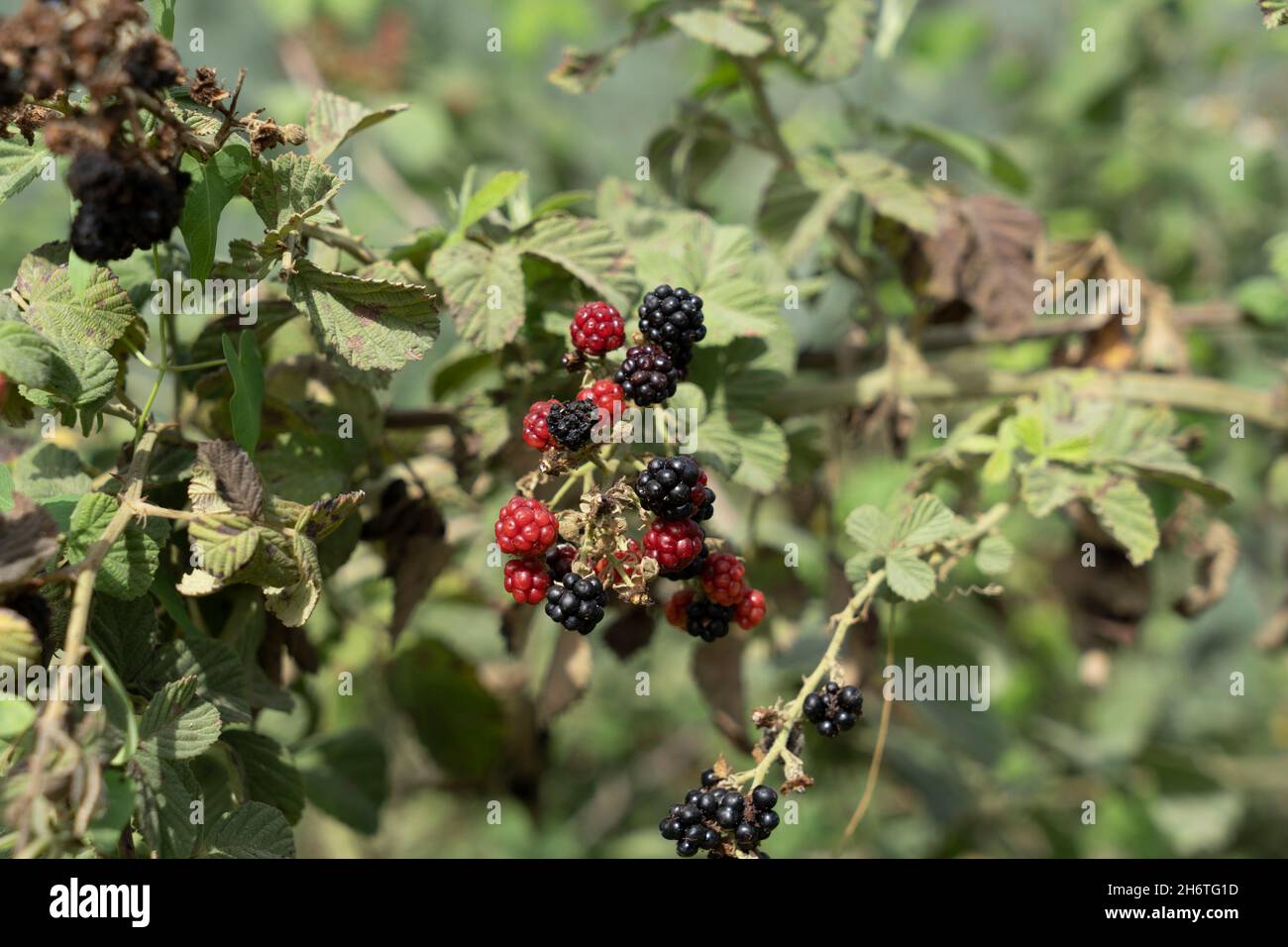 Wild raspberry bush with ripe fruit Stock Photo - Alamy