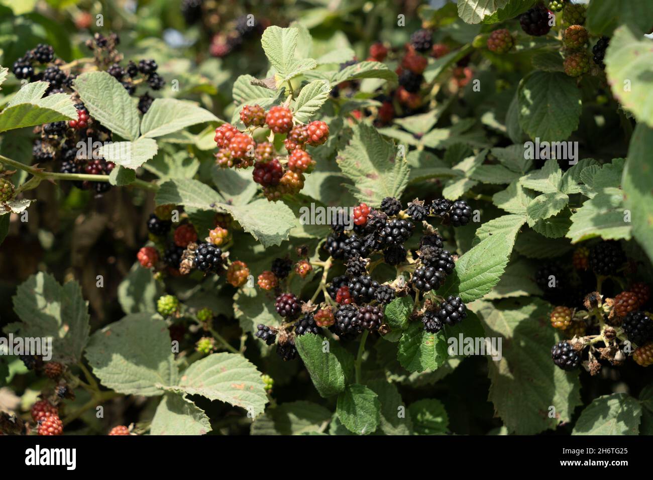 Raspberry stalk hi-res stock photography and images - Alamy