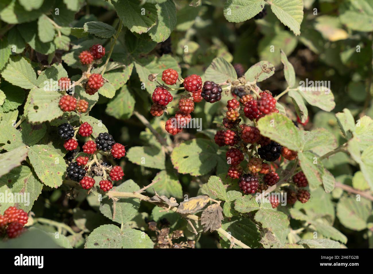 Wild raspberry bush with ripe fruit Stock Photo - Alamy