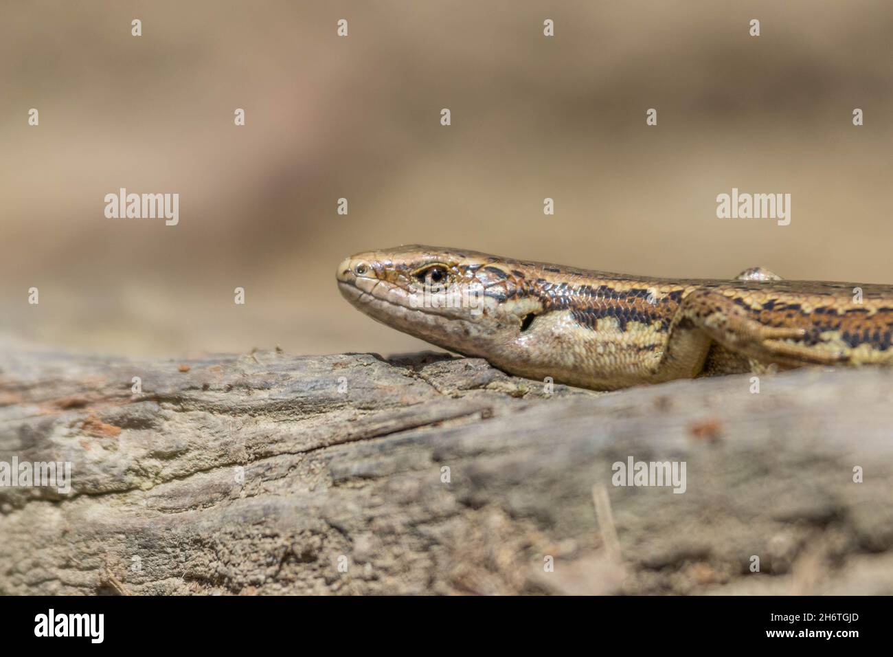Grass skink hi-res stock photography and images - Alamy