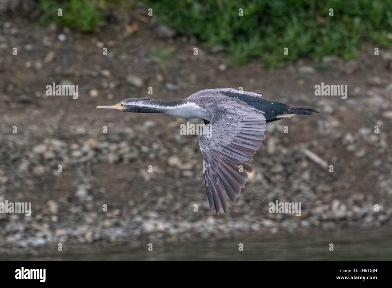 New Zealands Spotted Shag in flight Stock Photo - Alamy