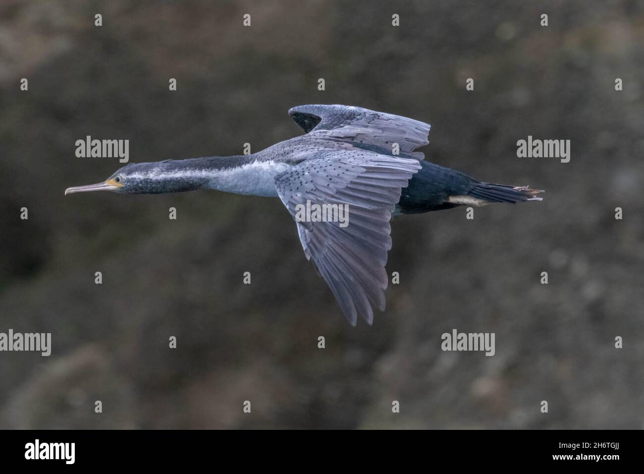 New Zealands Spotted Shag in flight Stock Photo - Alamy
