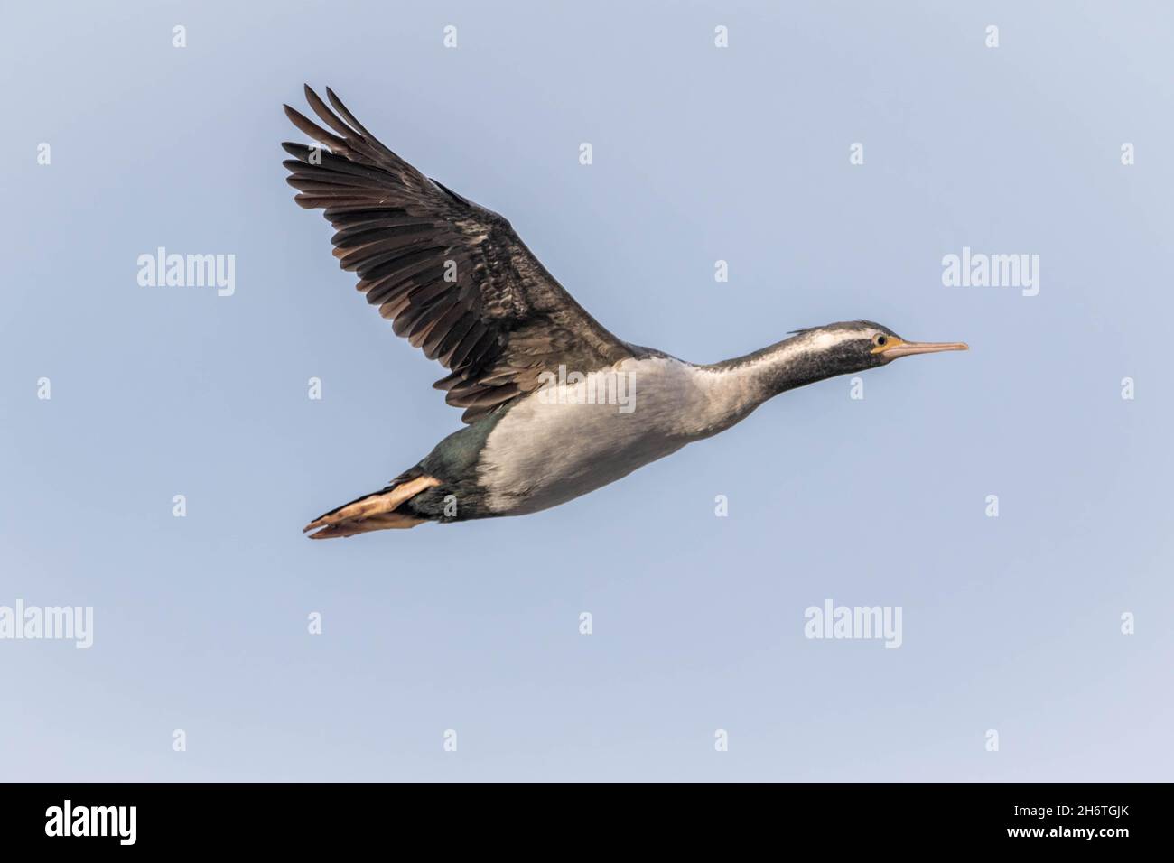 New zealand birds hi-res stock photography and images - Alamy
