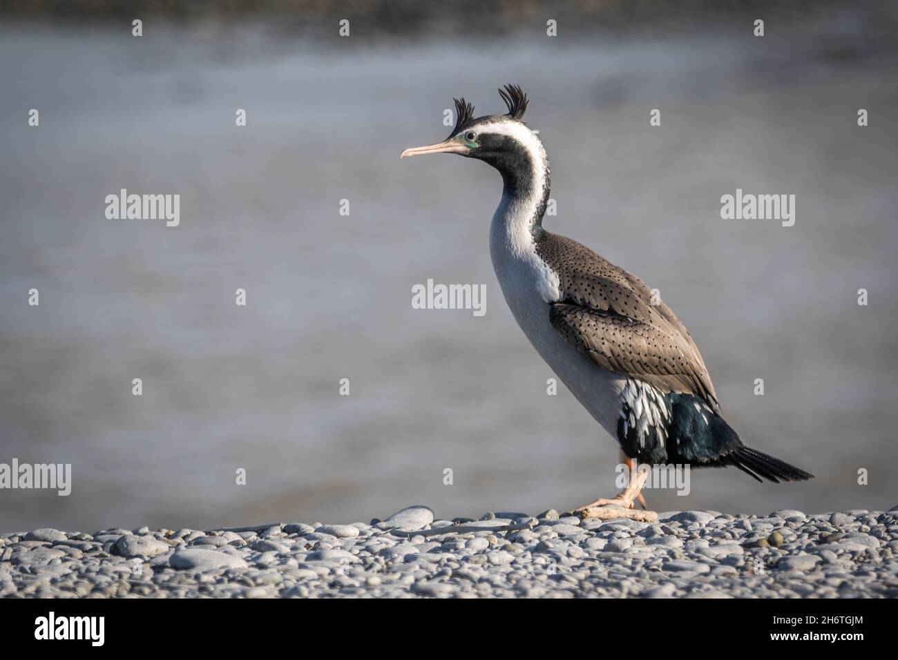 New zealand shags hi-res stock photography and images - Alamy
