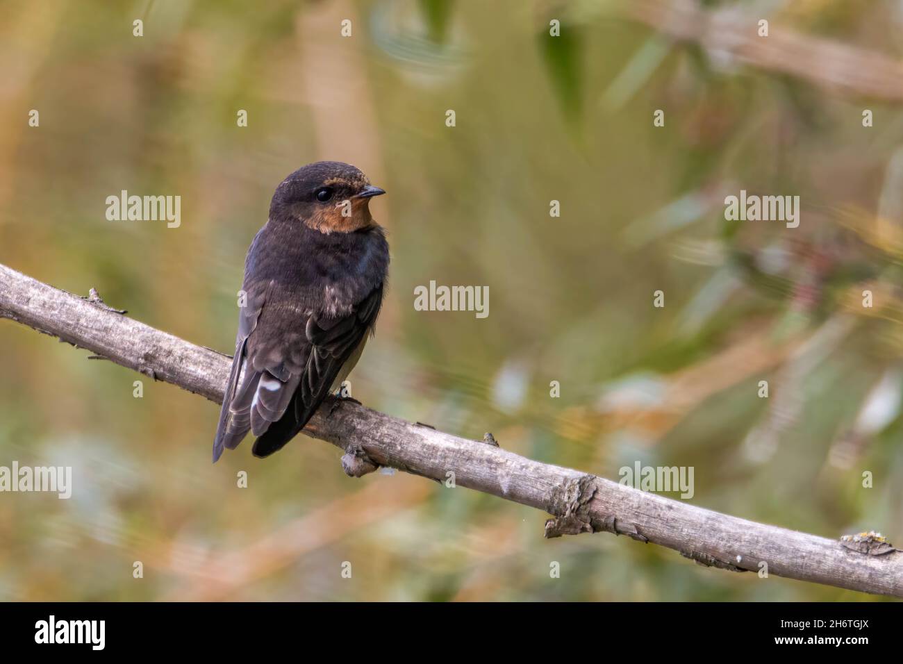 Juvenile Welcome Swallow Stock Photo - Alamy