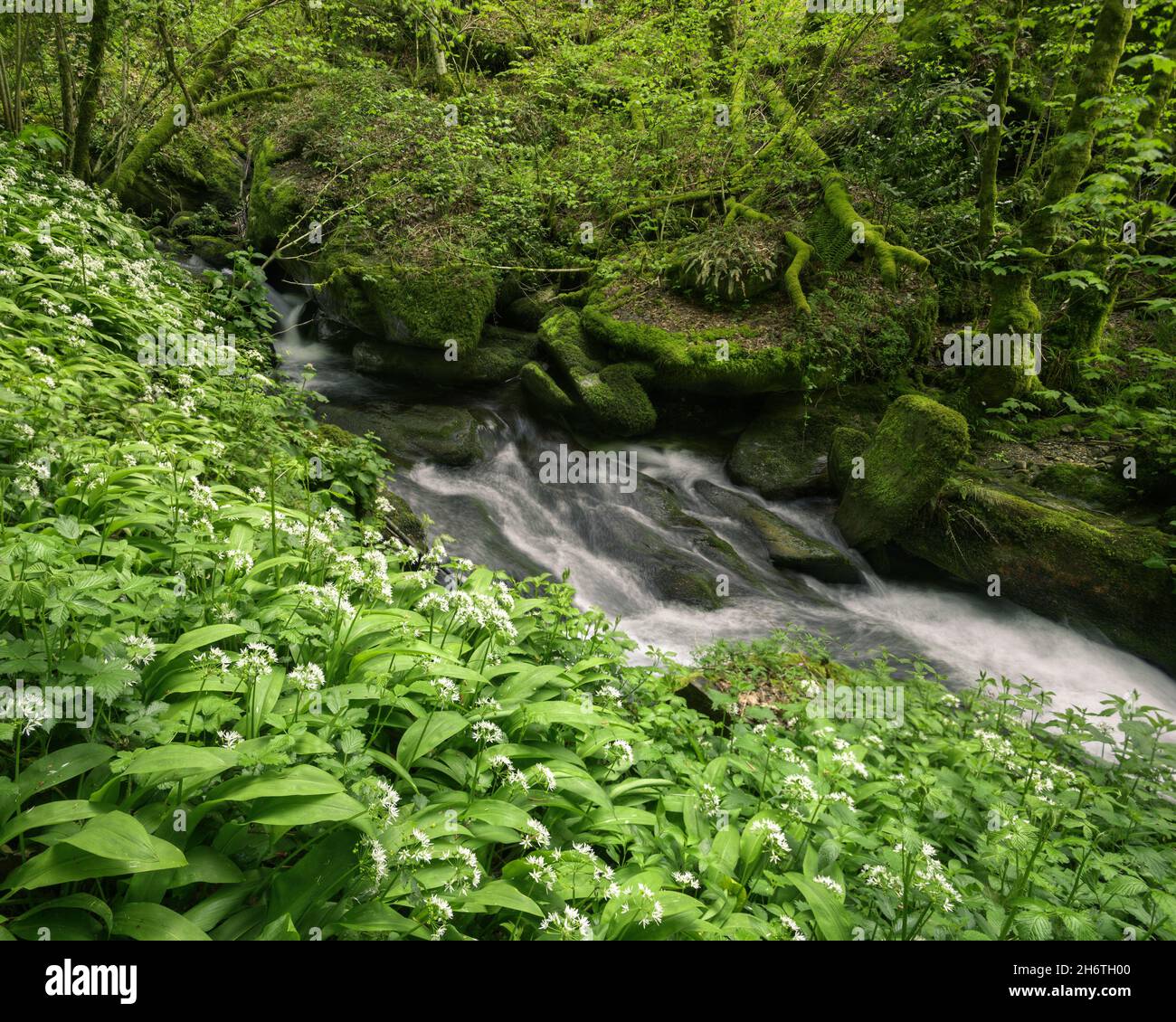 Flowering wild garlic covers a hillside above a stream in Courel ...
