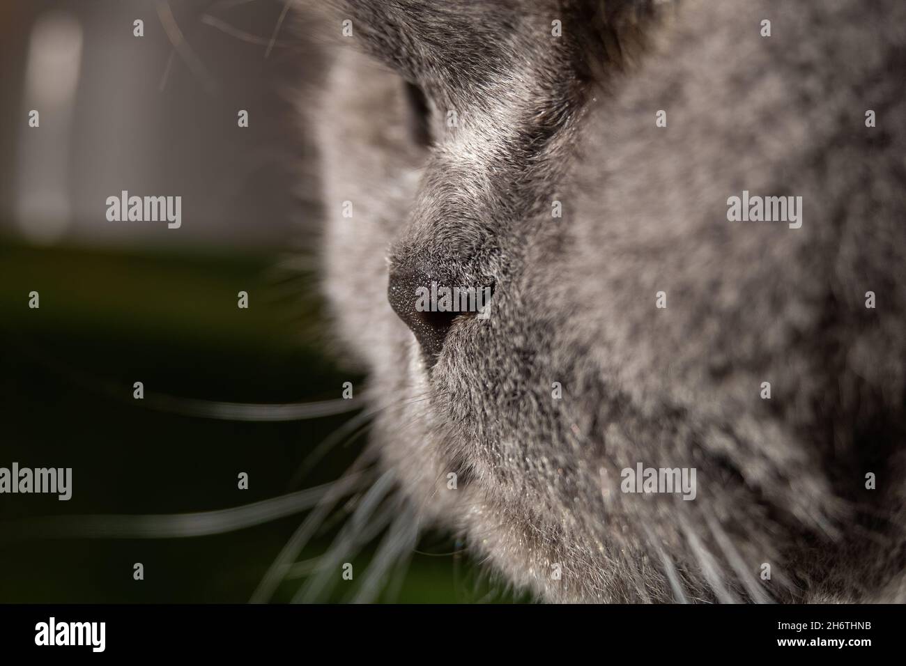 British nose hi-res stock photography and images - Alamy