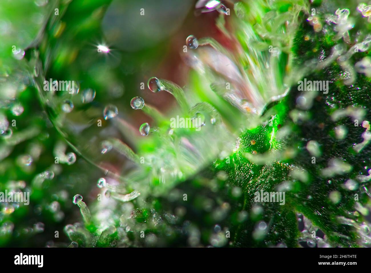 Super macro of cannabis plant trichomes full of THC on leaf, magnified ...