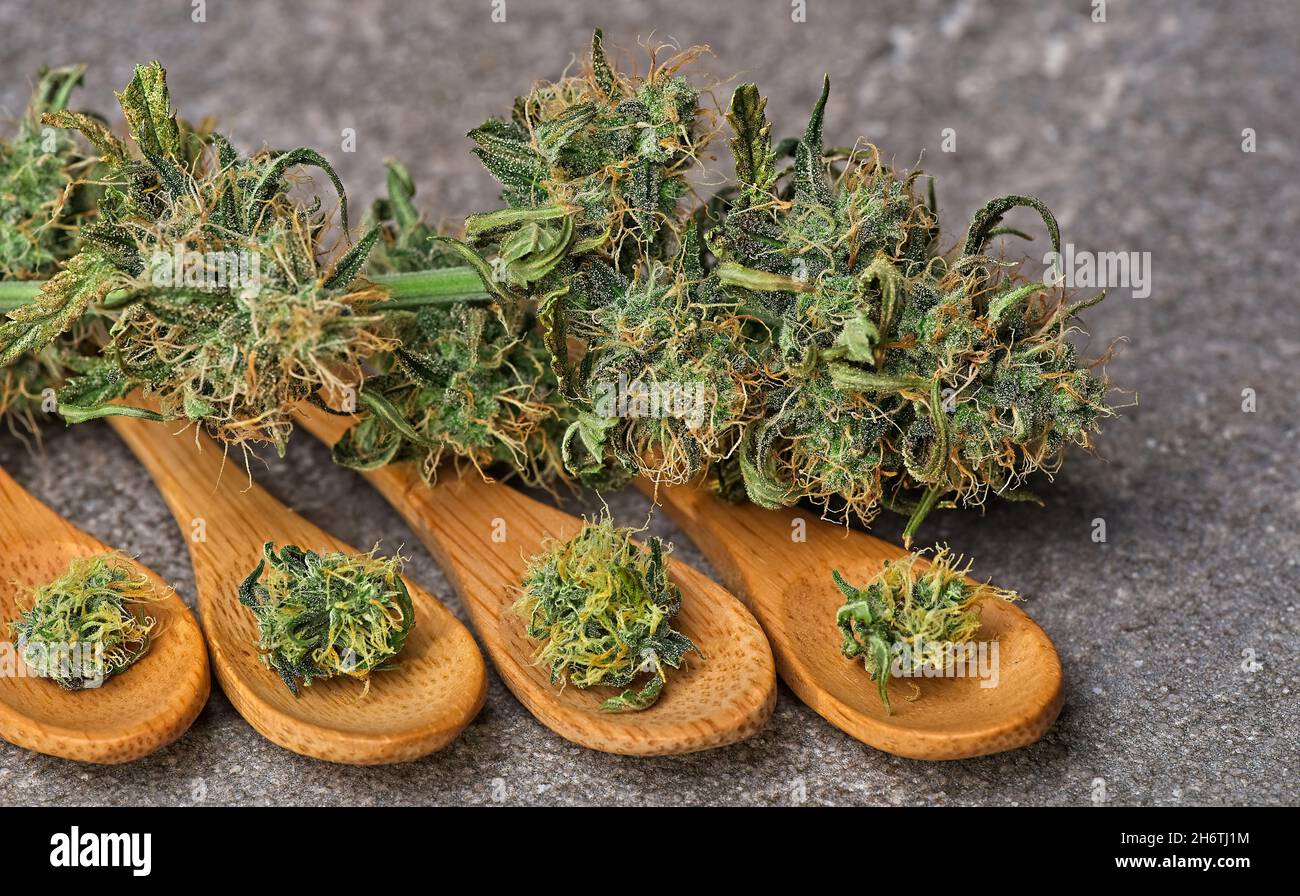 Small cannabis buds on little wooden bamboo spoons in line next to big ...