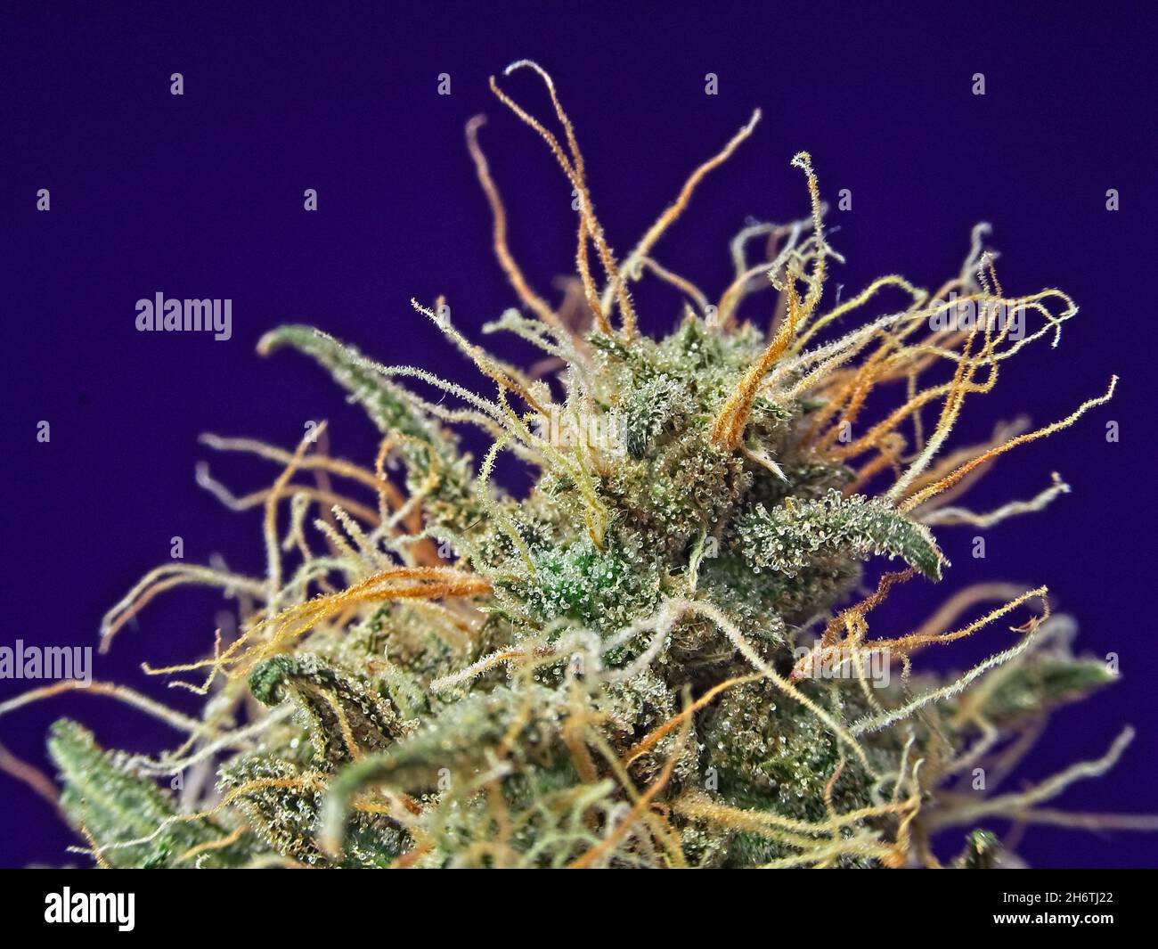Indica bud hi-res stock photography and images - Alamy