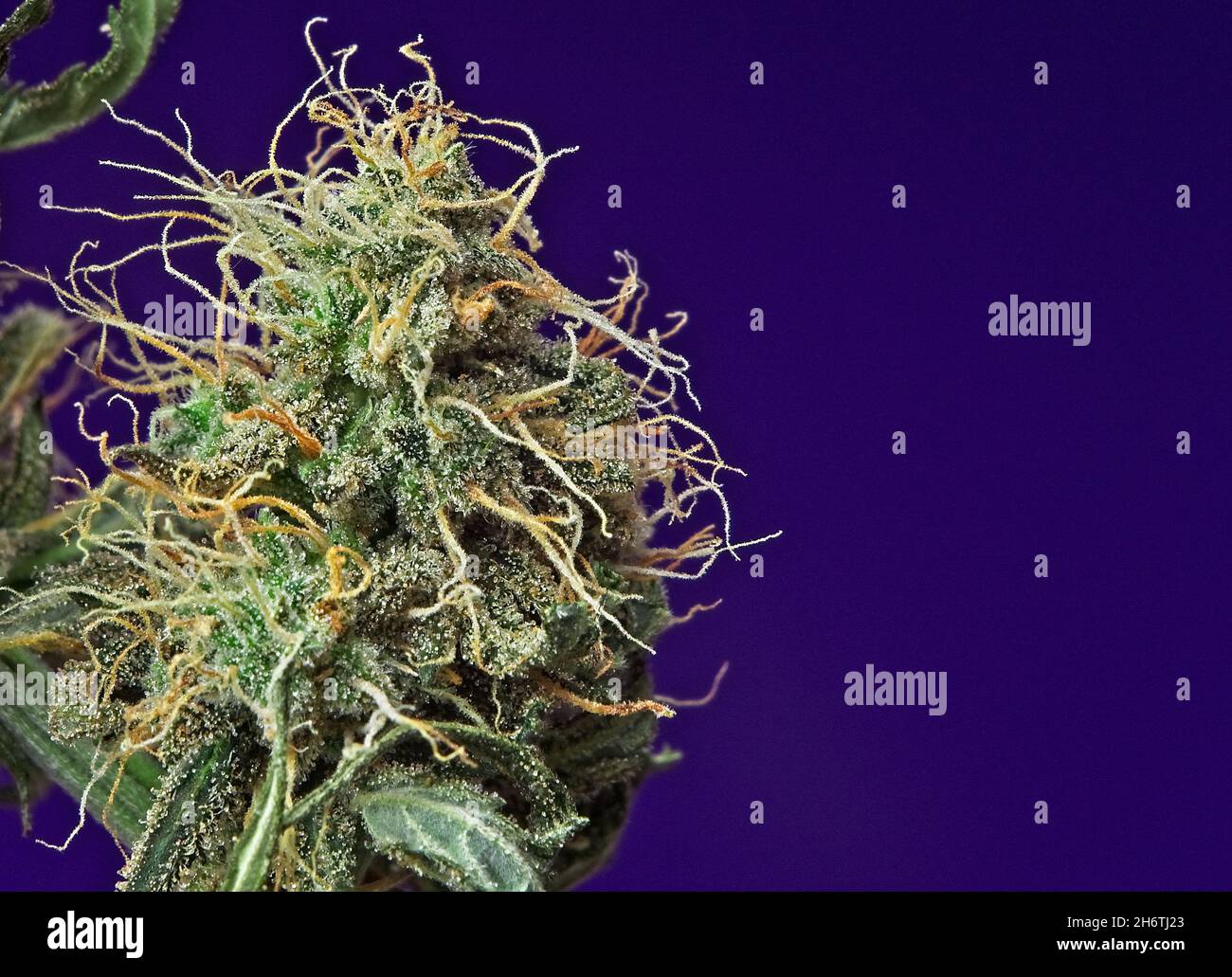 Macro closeup of trichomes on cannabis indica bud on blue background ...