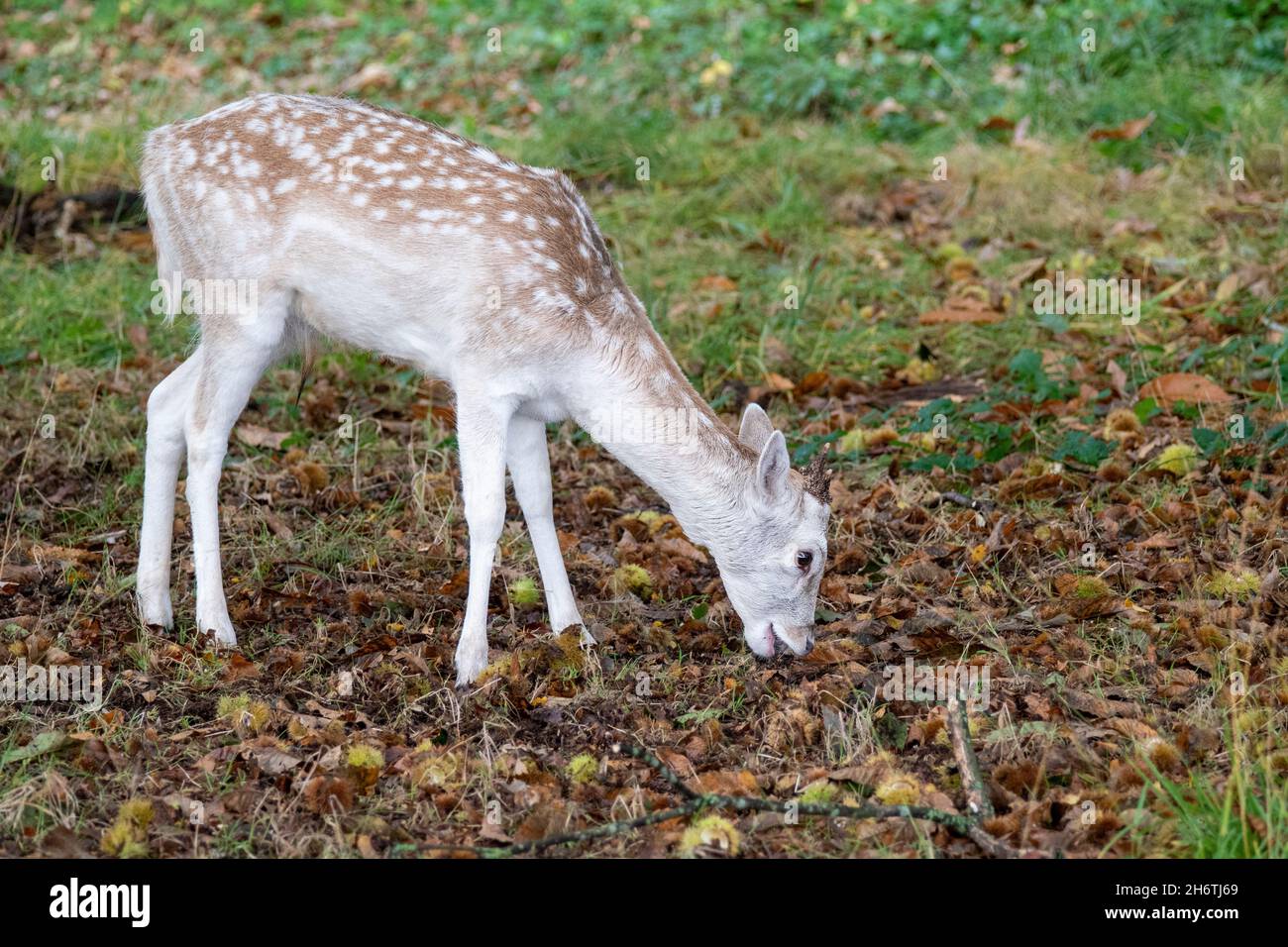 Adult male Fallow deer with branched antlers, standing among tree ...