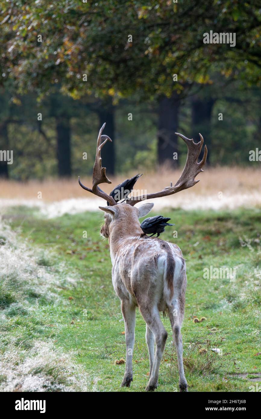 Adult male Fallow deer with branched antlers, standing among tree ...