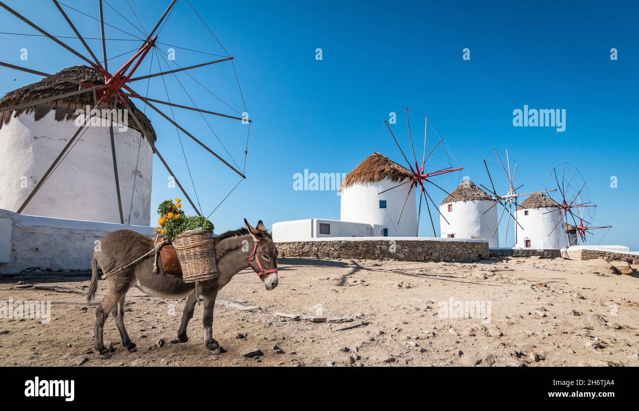 Donkey at the windmills in Greece Stock Photo - Alamy