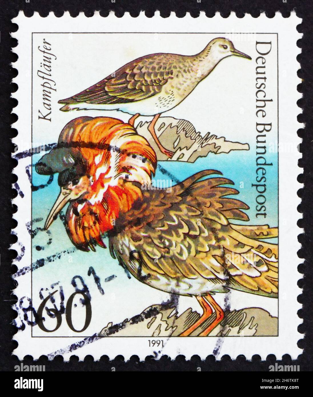 GERMANY - CIRCA 1981: a stamp printed in the Germany shows Sea Birds ...
