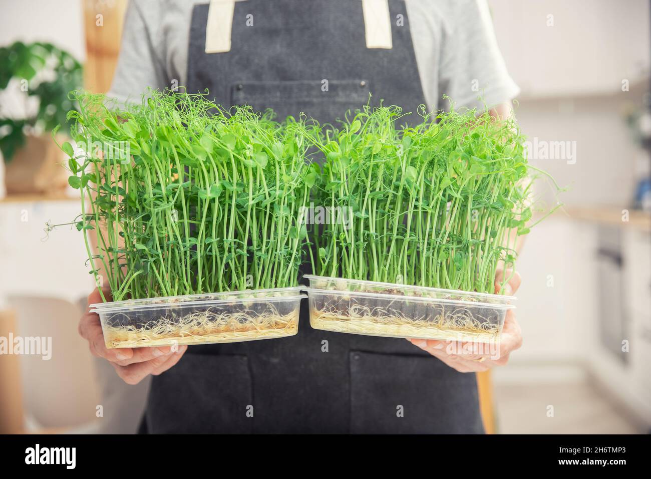 Sunflower pea sprouts soil hi-res stock photography and images - Alamy