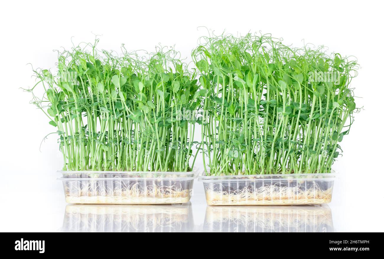 Microgreen sprouts baby beans pea in tray on white isolated background ...