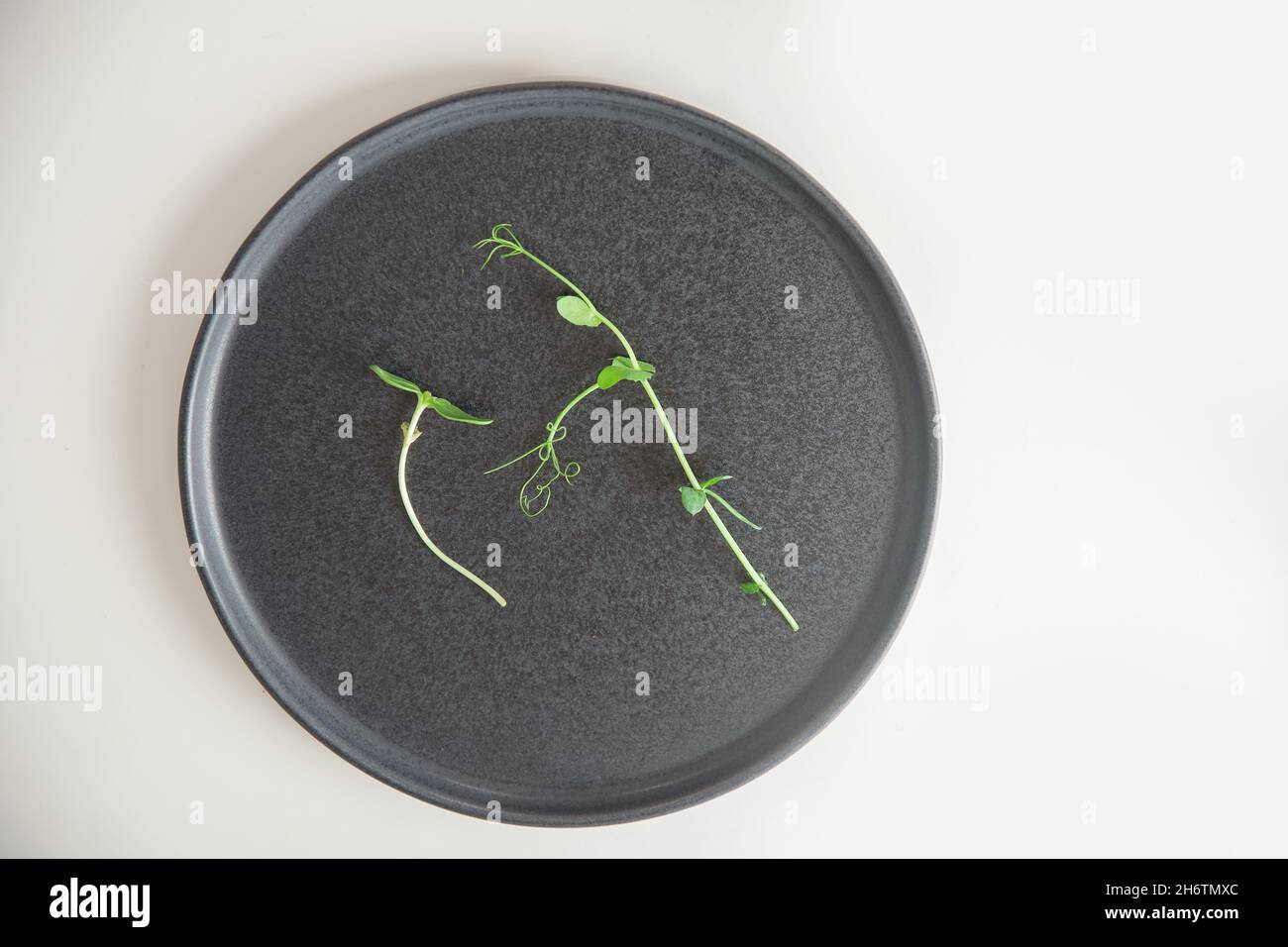 Sunflower pea sprouts soil hi-res stock photography and images - Alamy