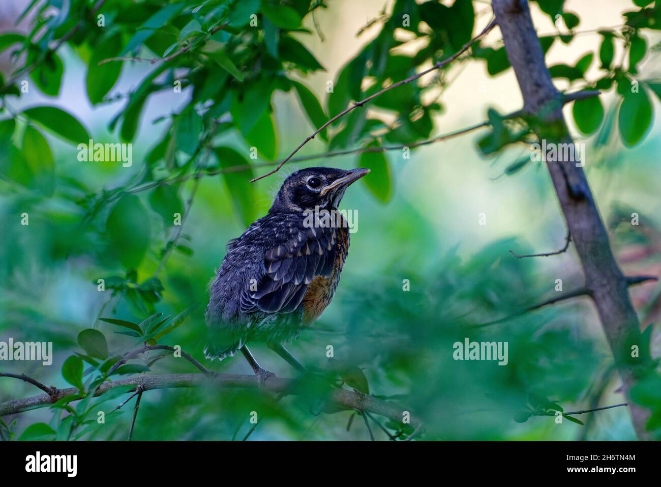 Selective focus shot of an American Robin Fledgling Bird Stock Photo ...