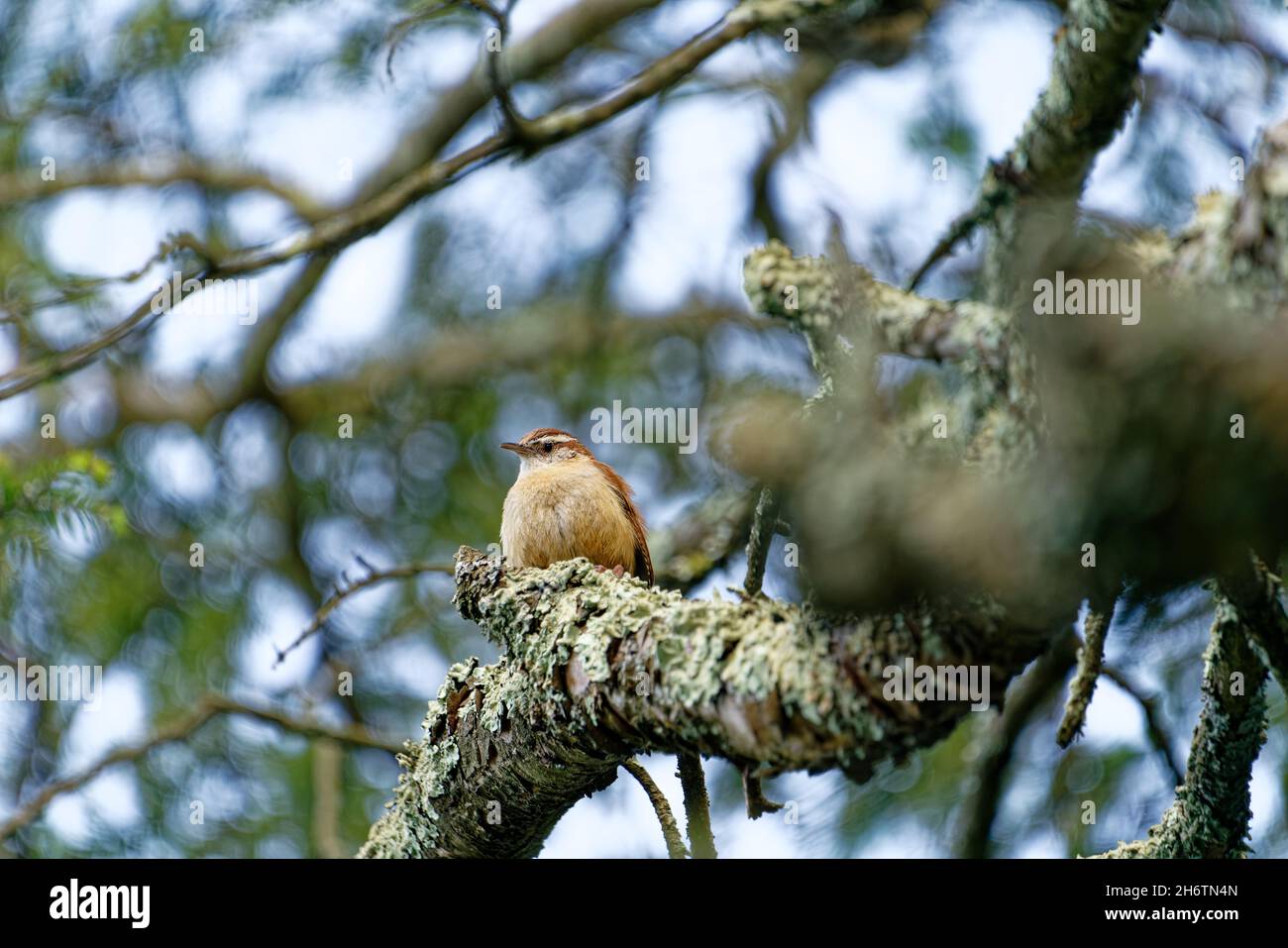 Crowned wren hi-res stock photography and images - Alamy
