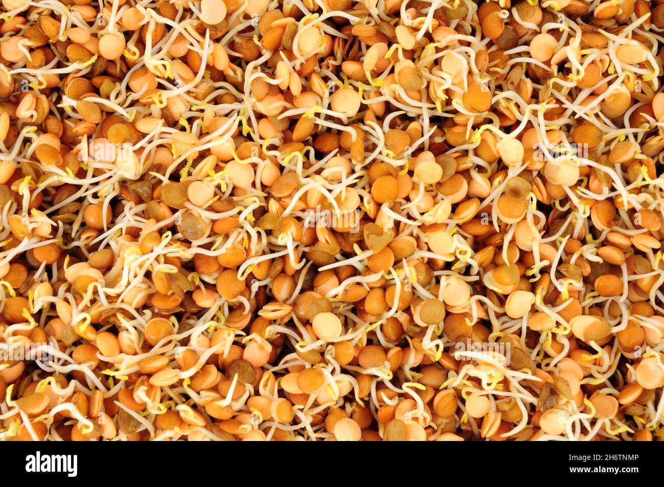 Two day old sprouting lentils for use in salads and stir fry meals ...