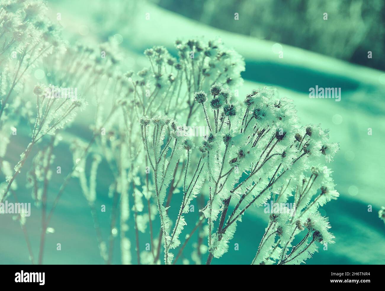 Crystal snow-flowers against the blue sky. Winter wonder of nature ...