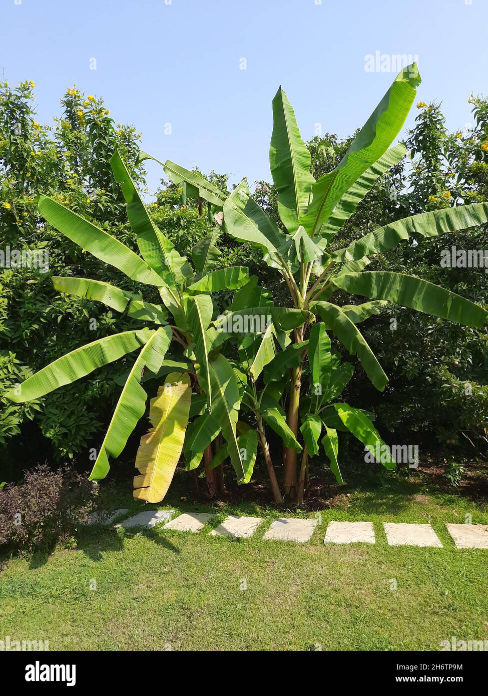 Banana Musa Acuminata tropical plant Stock Photo - Alamy
