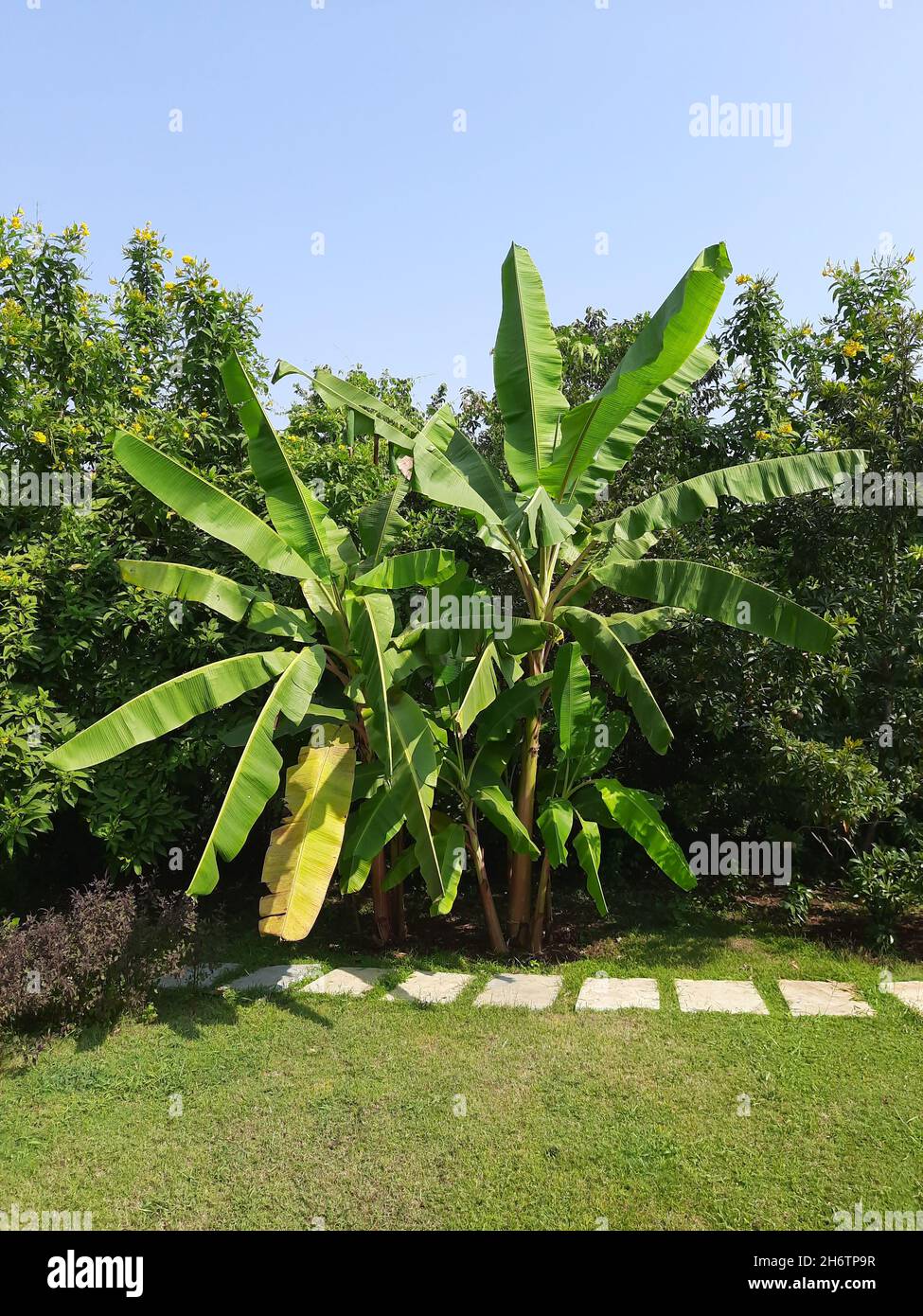 Banana Musa Acuminata tropical plant Stock Photo - Alamy
